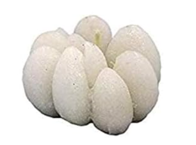 Cabeza DE AJO Macho :: Tienda Esotérica La casa de lidia